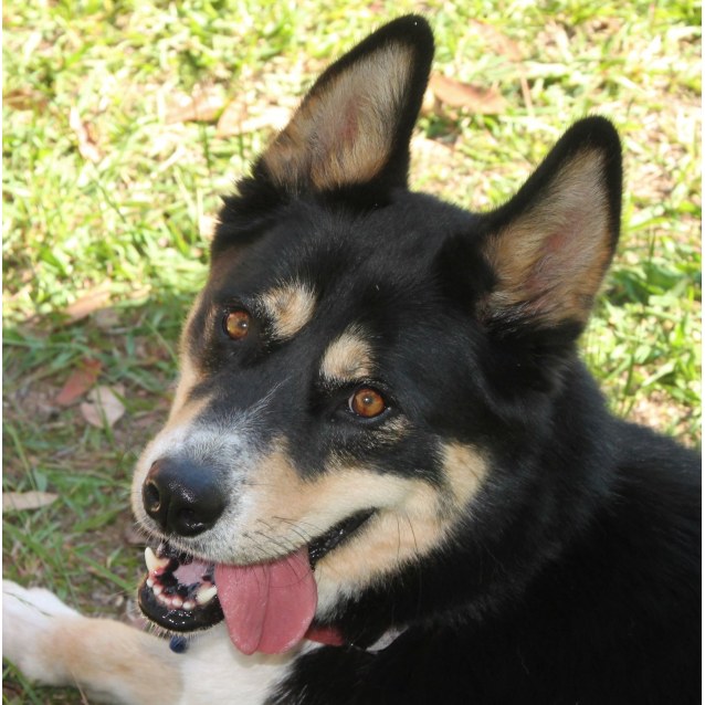 Diego ~ Husky x Kelpie ~ On Trial 18/8/17 - Medium Male Kelpie x ...