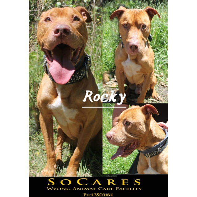Rocky - Medium Male Staffy Mix Dog in NSW - PetRescue