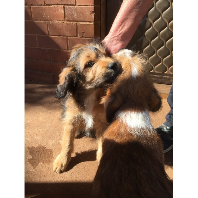 Precious - Medium Female Maltese x Rottweiler x Shih Tzu Mix Dog in SA ...
