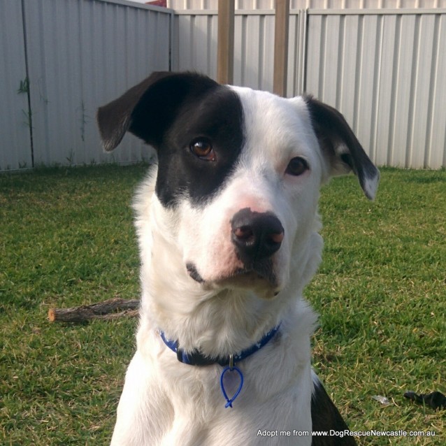 Tink ~ border collie x mastiff (On Trial 15/8/17) - Large Female Border ...