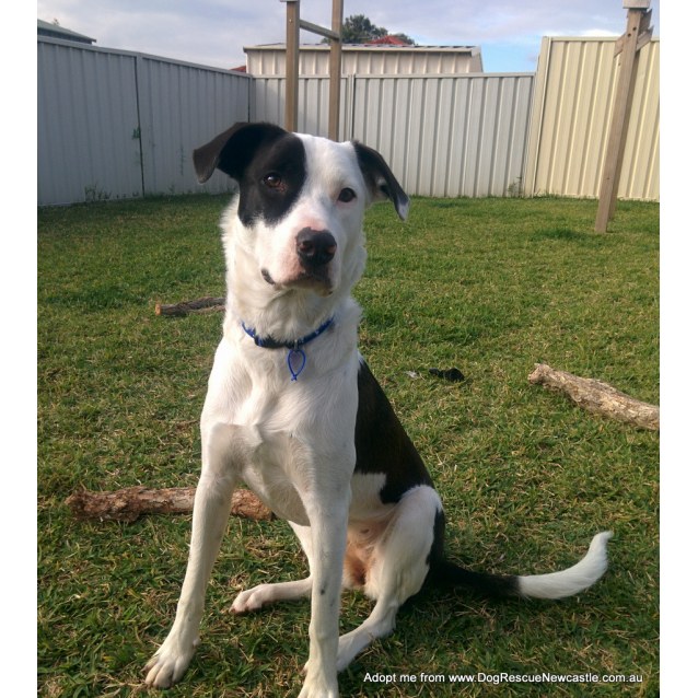 Tink ~ border collie x mastiff (On Trial 15/8/17) - Large Female Border ...