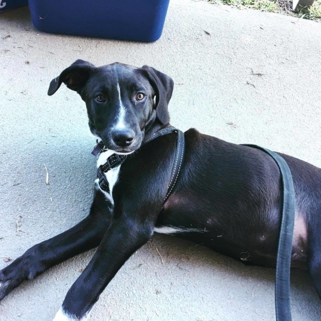 Clover - Medium Female Border Collie x Rhodesian Ridgeback Dog in QLD ...