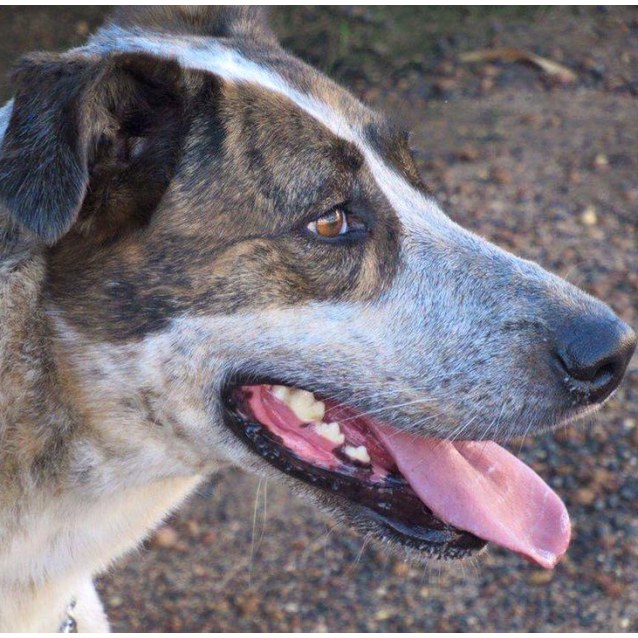 Zena - Large Female Australian Cattle Dog x Great Dane Mix Dog in QLD ...