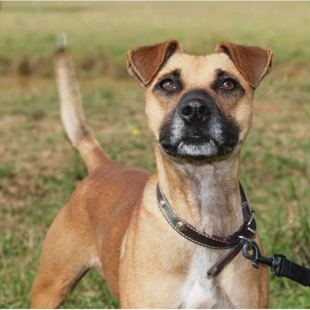 Hope - Medium Female Plummer Terrier Mix Dog in NSW - PetRescue
