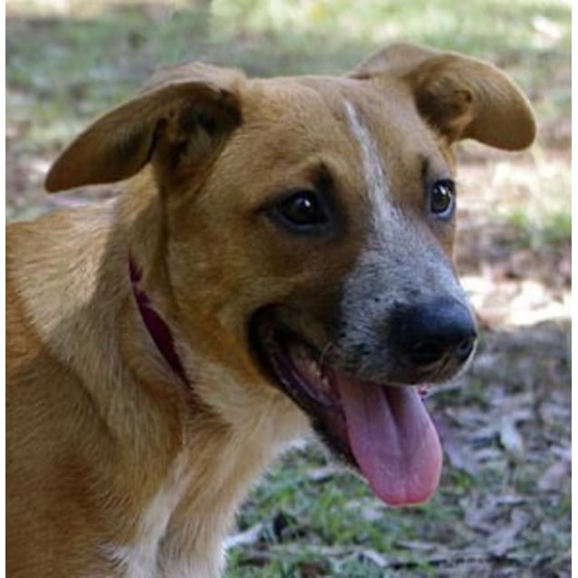 Jet – Smithfield Cross - Small Male Smithfield Cattle Dog Dog in QLD ...
