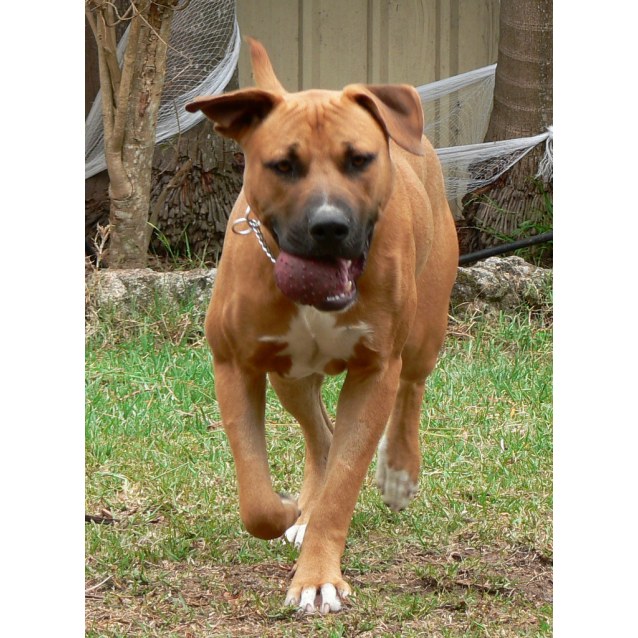 Halo (On Trial 8/1/13) - Large Male Mastiff x Ridgeback Dog in NSW ...