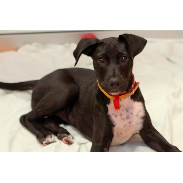 Grace Jones - Large Female Border Collie x Great Dane Mix Dog in QLD ...