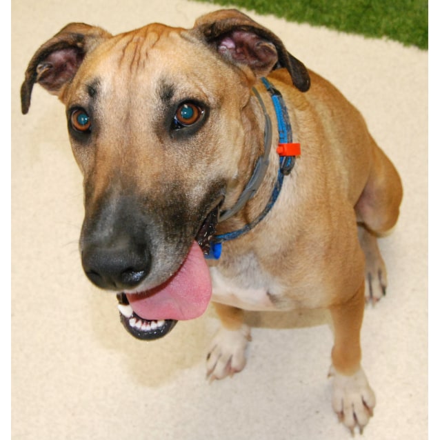 Zeus - Large Male Great Dane x Greyhound x Rhodesian Ridgeback Mix Dog ...