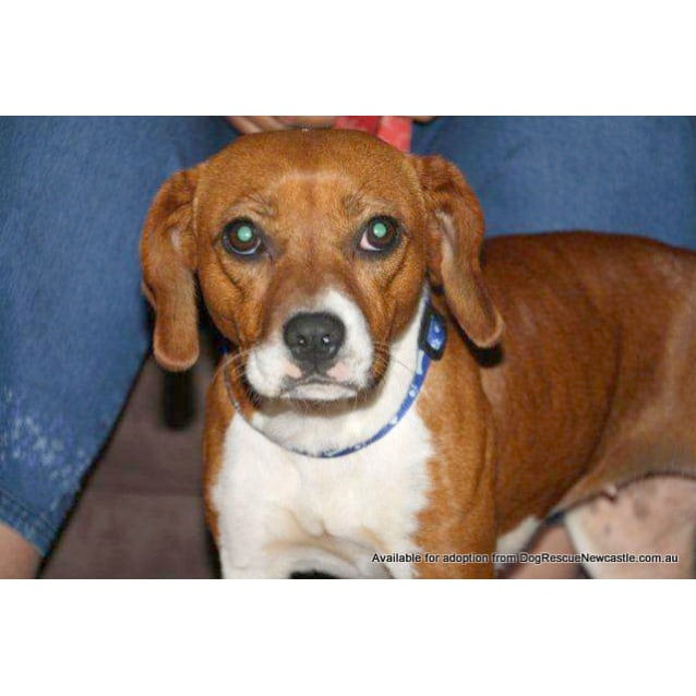 Missy (2) (On Trial 21/1/13) - Small Female Cavalier King Charles ...