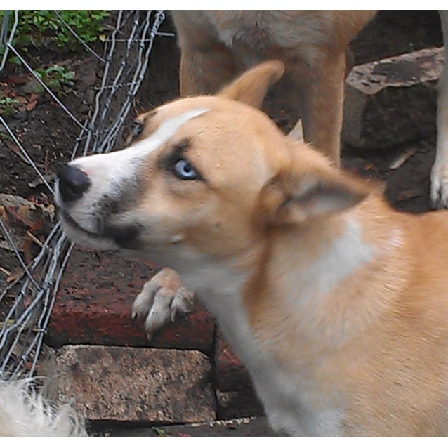 Bonnie (2) (On Trial 18/3/13) - Large Female Dingo x Husky Mix Dog in ...
