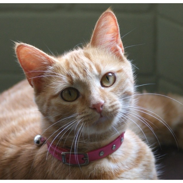 Ginger Meow - Female Cat in NSW - PetRescue