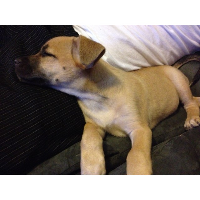 Staffy x Shepherd mix breed puppy (Rosie) - Medium Female Staffy Dog in ...