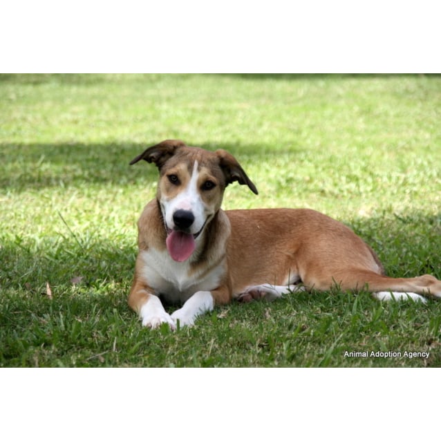 TJ - Large Male Border Collie x Rhodesian Ridgeback Mix Dog in NSW ...