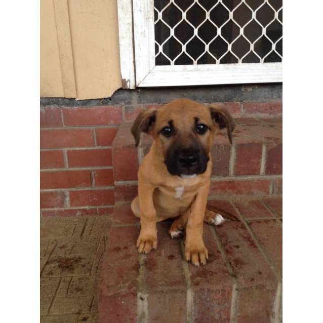 Staffy cross puppies - Medium Female Dog in WA - PetRescue