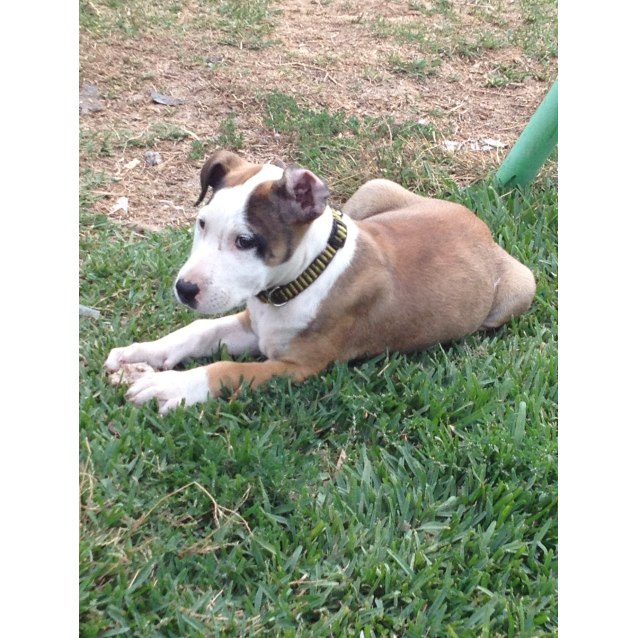 Beautiful staffy cross puppies - Medium Female Staffy x Kelpie Dog in ...