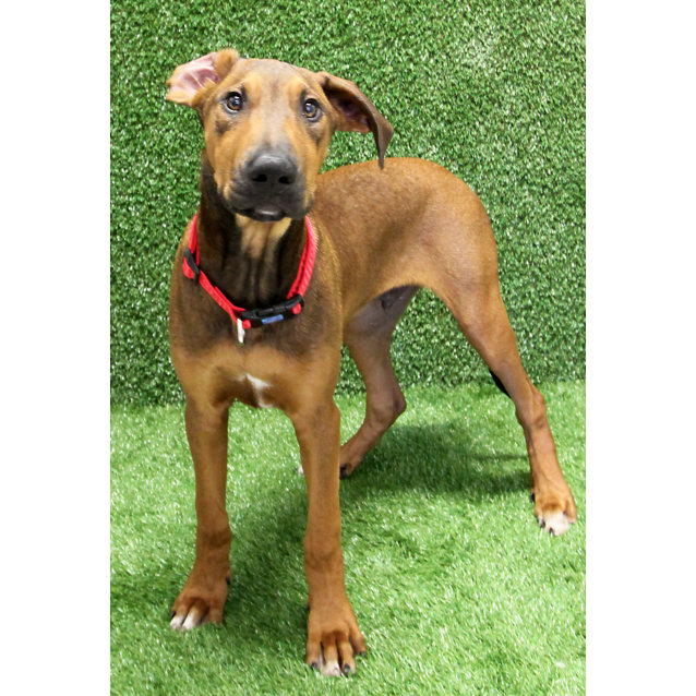 Toby - Large Male Doberman x German Shepherd x Irish Wolfhound x ...