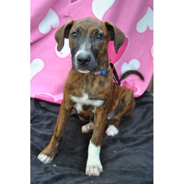 April - Large Female Doberman x German Shepherd x Irish Wolfhound x ...