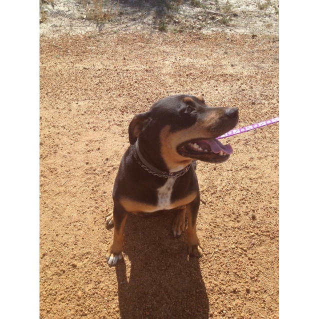 Daisy - Large Female Rottweiler x Kelpie Mix Dog in WA - PetRescue