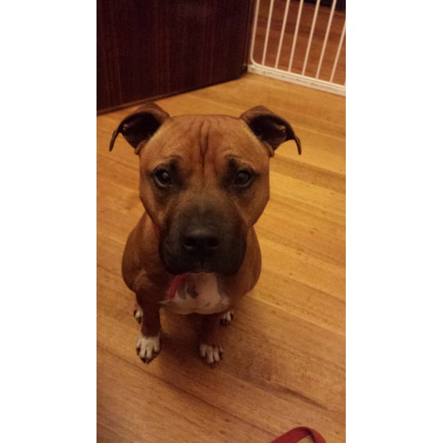 Franky - Medium Male Staffy x Boxer Mix Dog in VIC - PetRescue