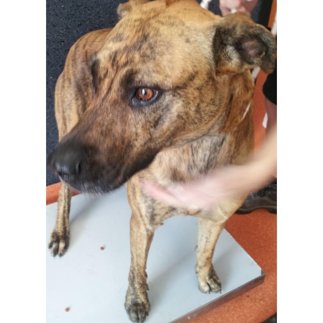 Freda - Large Female Bull Arab x Bullmastiff x Rhodesian Ridgeback Dog ...