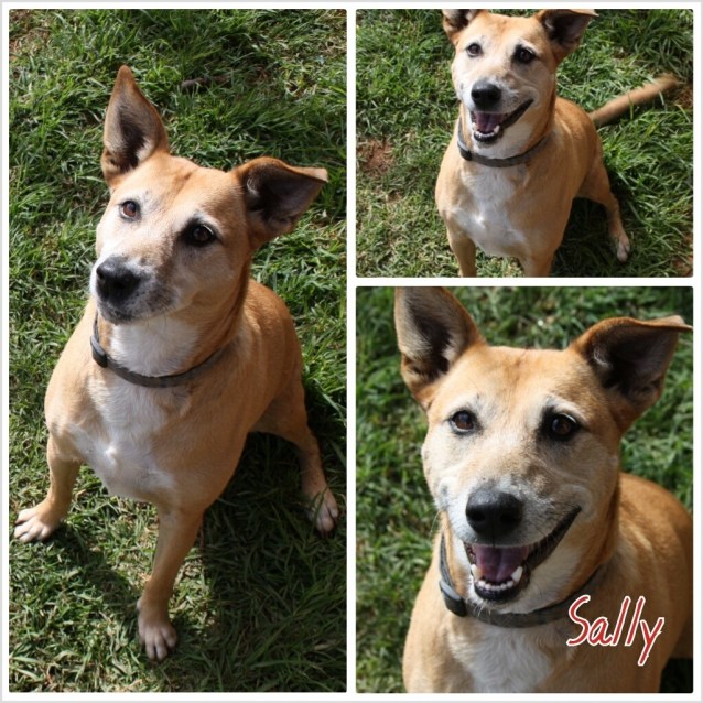Sally 259/13 - Medium Female Kelpie Mix Dog in NT - PetRescue