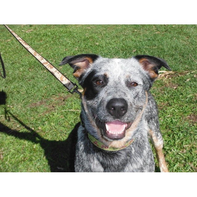 Stumpy - Medium Male Smithfield Cattle Dog Dog in QLD - PetRescue