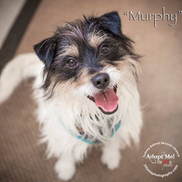 Murphy - Small Male Terrier Dog in NSW - PetRescue