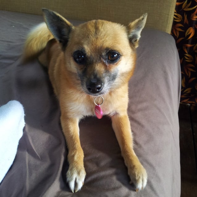 Poppy - Small Female Mini Foxy x Pomeranian Dog in QLD - PetRescue