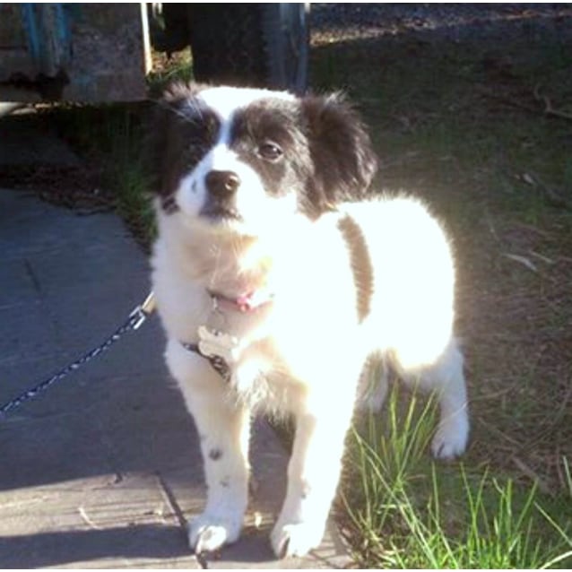 Lily - Small Female Papillon x Jack Russell Terrier Mix Dog in VIC ...