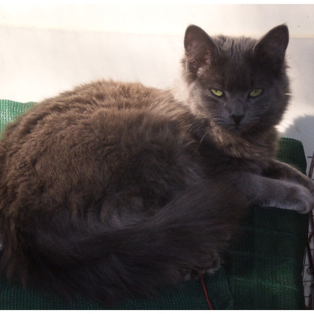 Teddy - Male Nebelung Mix Cat in NSW - PetRescue