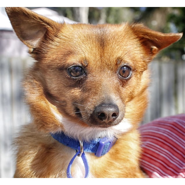 Brandi (adopted 25/12/14)~ Special Needs ~ - Small Female Pomeranian x ...