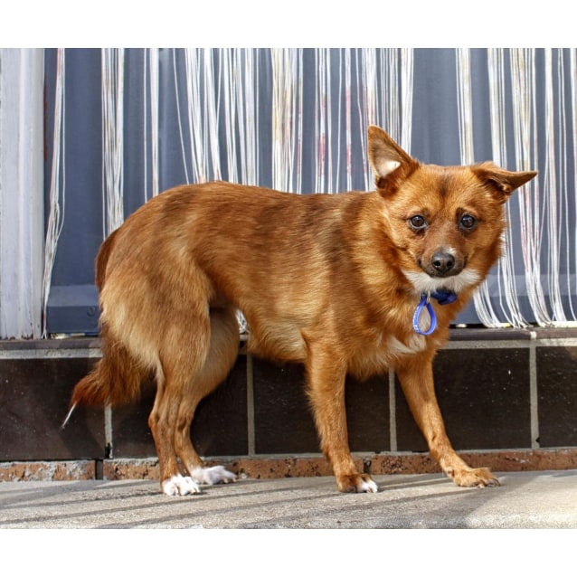 Brandi (adopted 25/12/14)~ Special Needs ~ - Small Female Pomeranian x ...
