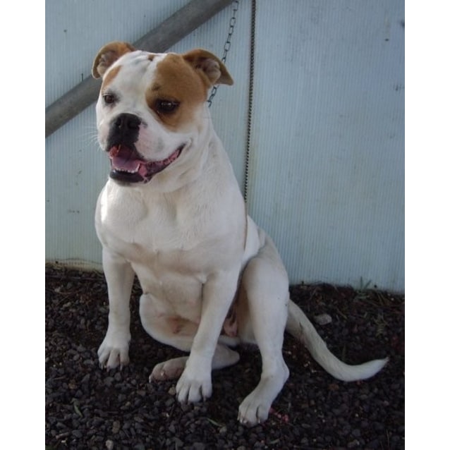 Poe - Medium Female Australian Bulldog x Boxer Mix Dog in NSW - PetRescue