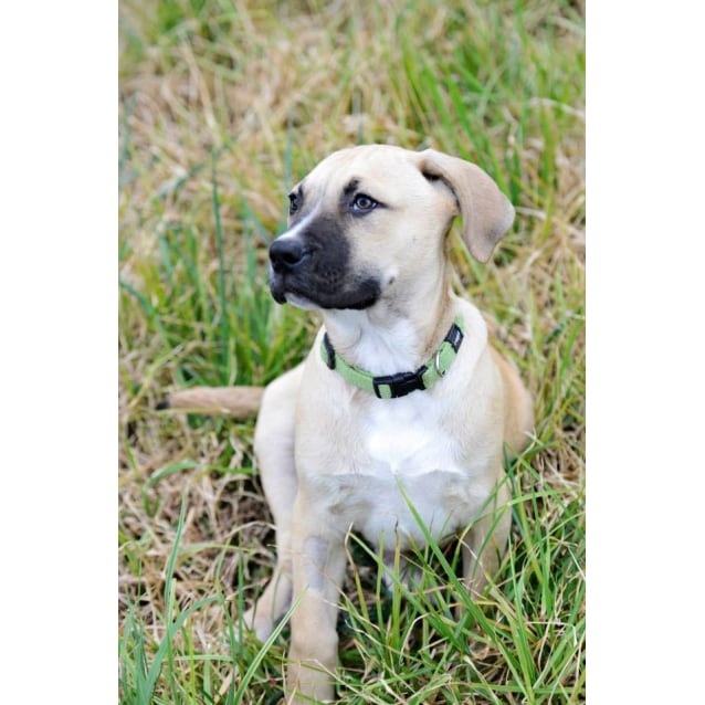 Maverick - Large Male Rhodesian Ridgeback x Mastiff Mix Dog in VIC ...