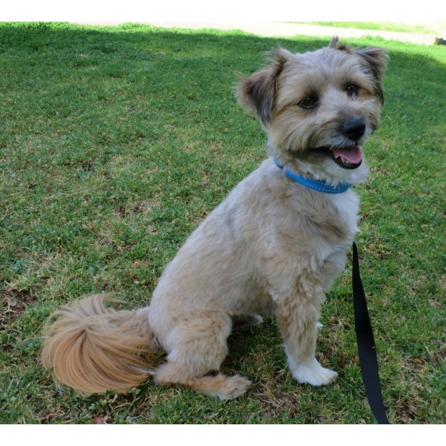 Monty *On Trial in His New Home* - Small Male Maltese x Australian ...