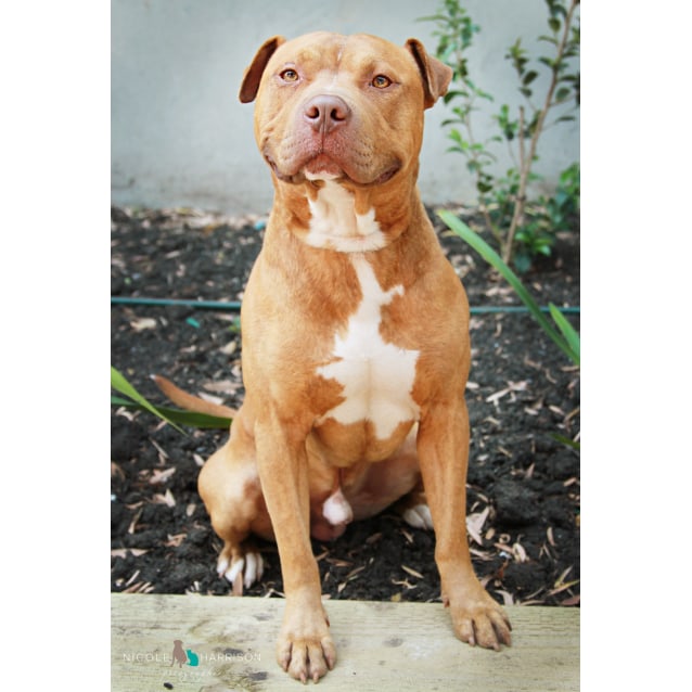 Diesel - Medium Male Shar Pei x Mastiff x Pit Bull Mix Dog in NSW ...