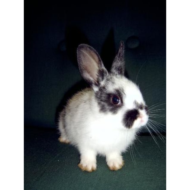 Panda - Female Rabbit in NSW - PetRescue