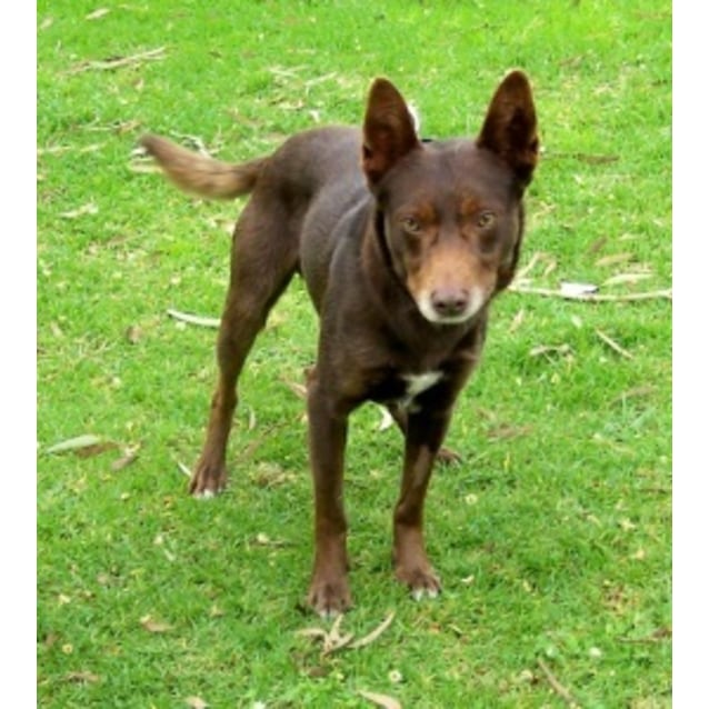 Kirby - Medium Male Red Cloud Kelpie Dog in WA - PetRescue