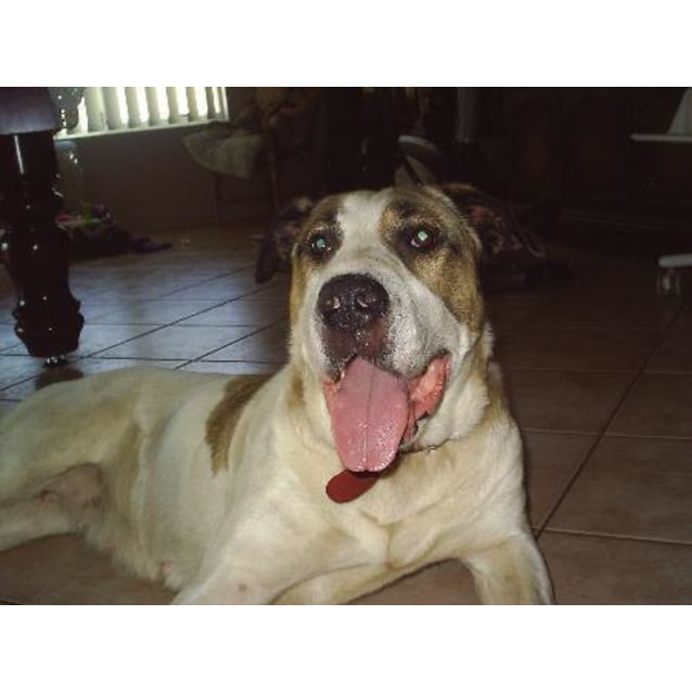 Inji - Large Female Bull Arab x Wolfhound x Bull Mastiff Dog in WA ...