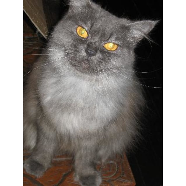 Lavender - Female Himalayan Blue Smoke Tabby Cat in QLD - PetRescue