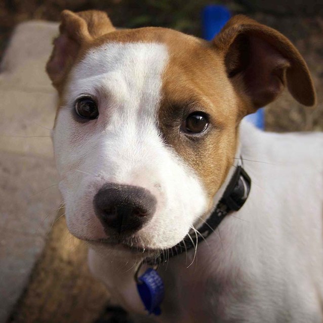 Robbie ~ Bull Arab x puppy (On Trial 9/8/17) - Medium Male Bull Arab ...