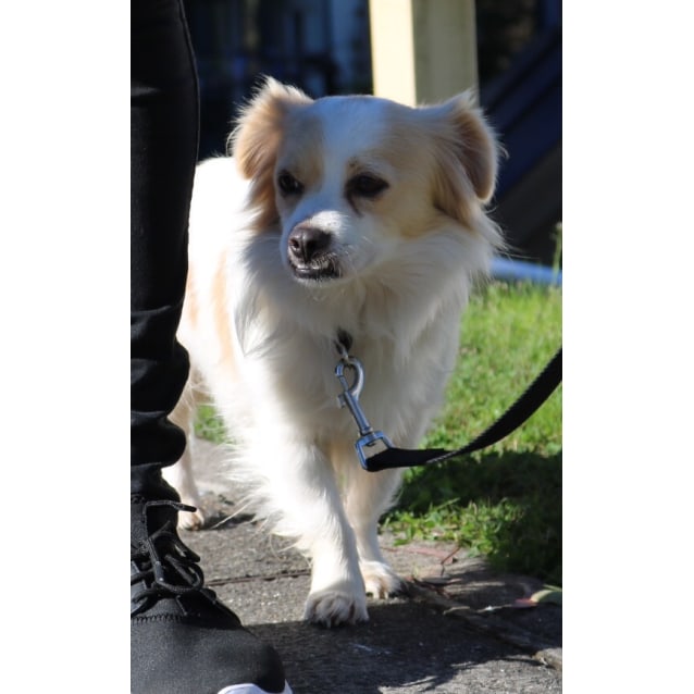 Rex - Small Male Fox Terrier x King Charles Spaniel Mix Dog in NSW ...