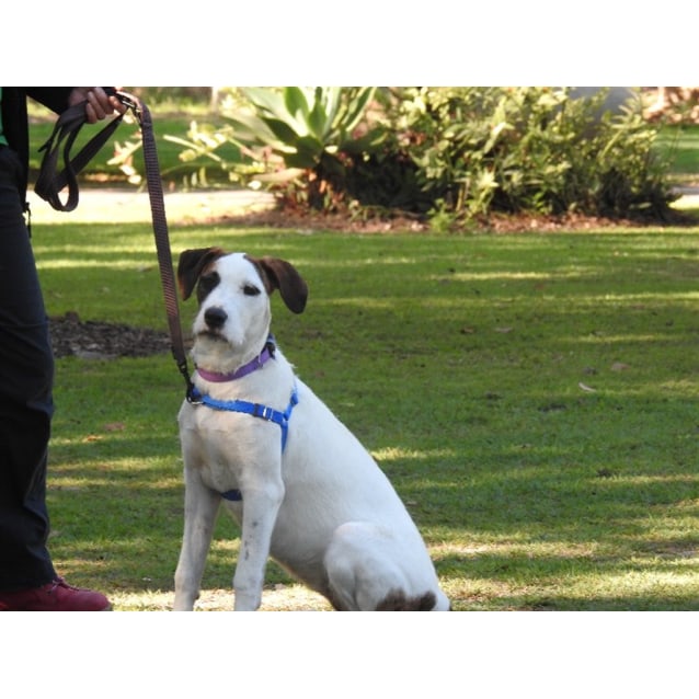 Roxanne - Large Female English Foxhound x North Queensland Bullhound ...