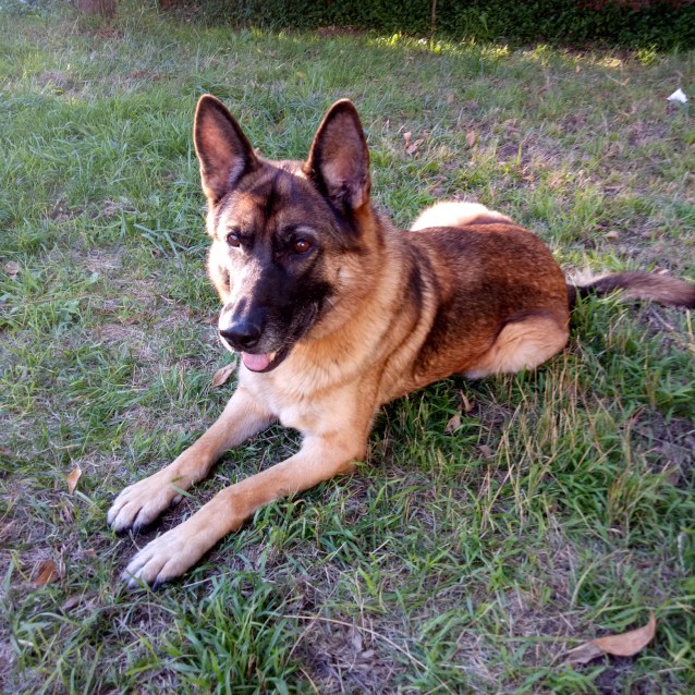 Pink - Large Female German Shepherd Dog in ACT - PetRescue