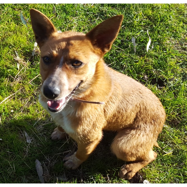 Zoe - Medium Female Kelpie x Red Heeler Mix Dog in VIC - PetRescue