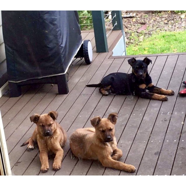 Baby dogs! - Medium Female German Shepherd x Kelpie Mix Dog in VIC ...