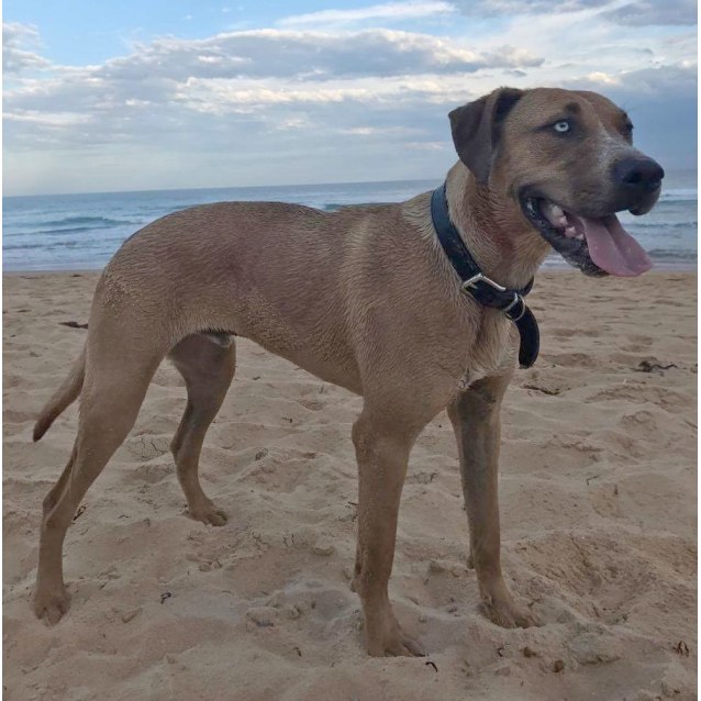 Dusty ~ Ridgeback x ~ On Trial 16/12/17 - Large Male Bull Arab x ...