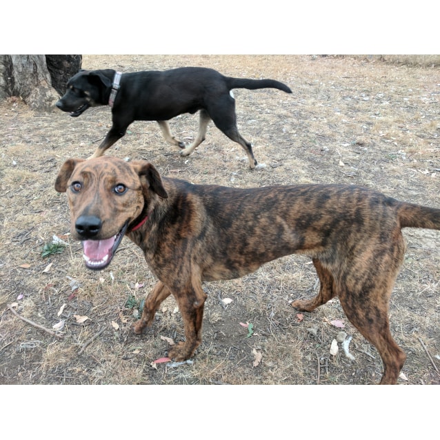 Emma - Medium Female Boxer x Greyhound Mix Dog in NSW - PetRescue