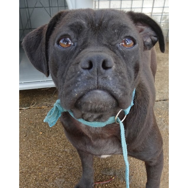 Alley - Small Female Labrador x Pug Mix Dog in NSW - PetRescue