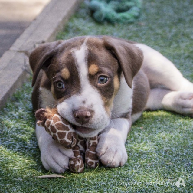 Puppies! - Medium Female Border Collie x Mastiff Mix Dog in WA - PetRescue